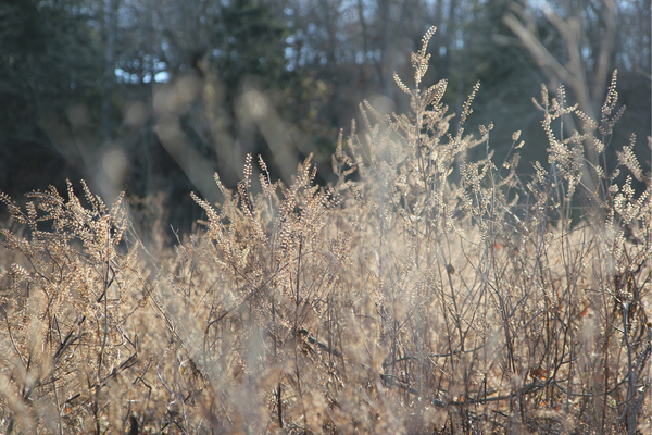 Eoff Family Century Farm Park - City of Nixa, MO